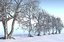 3D winter trees pack 14 model - TurboSquid 1351151
