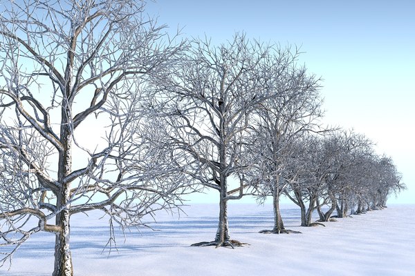 3D winter trees pack 14 model - TurboSquid 1351151