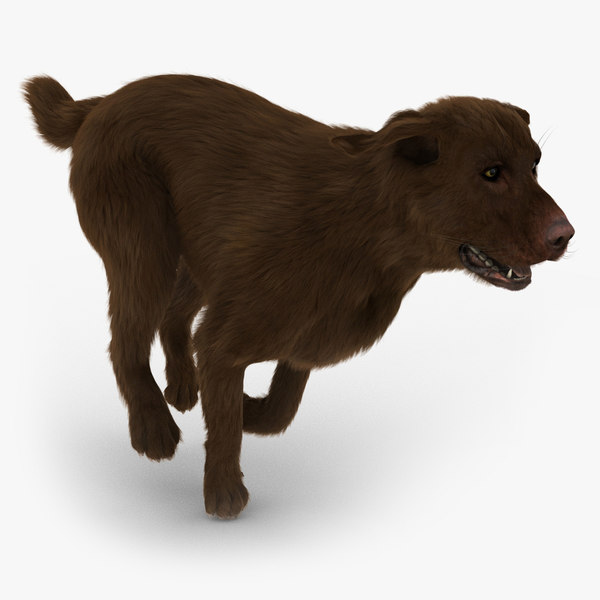 Animated Dog 3D Models for Download | TurboSquid