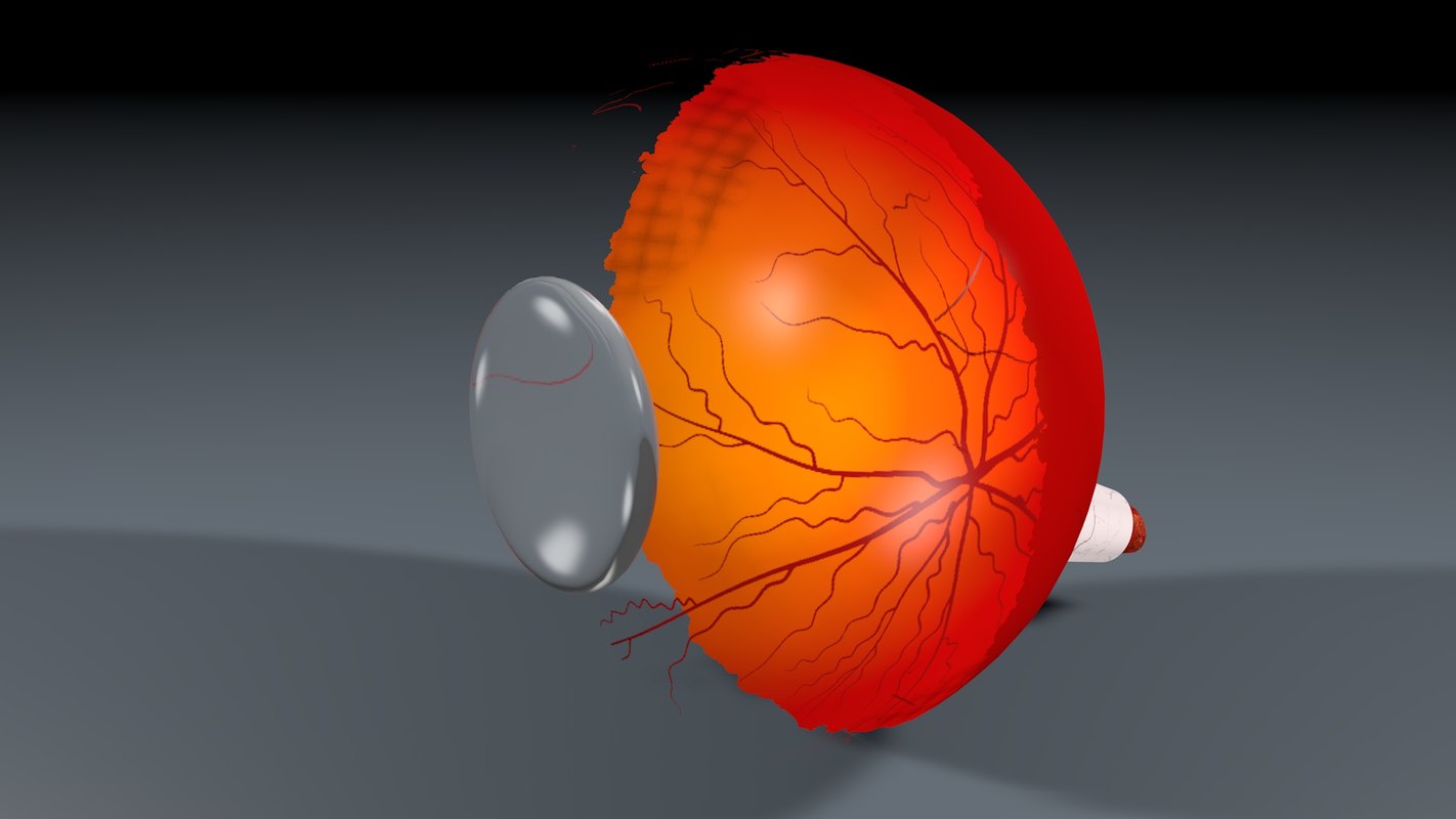 Eye anatomy human 3D model - TurboSquid 1351147