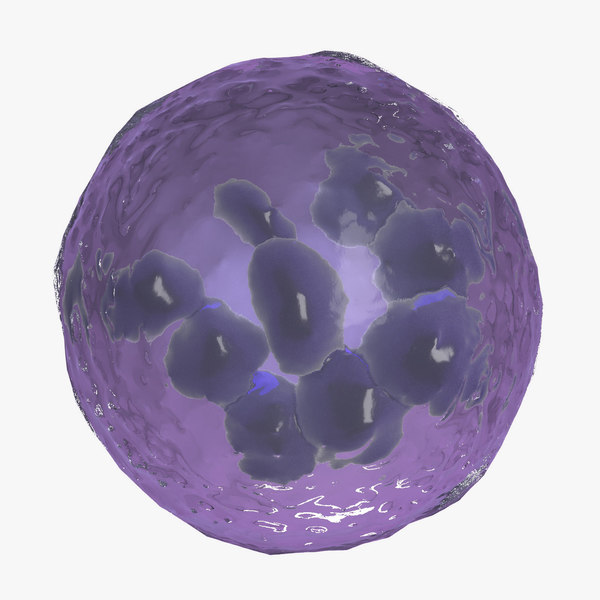 3D Nucleus Models | TurboSquid