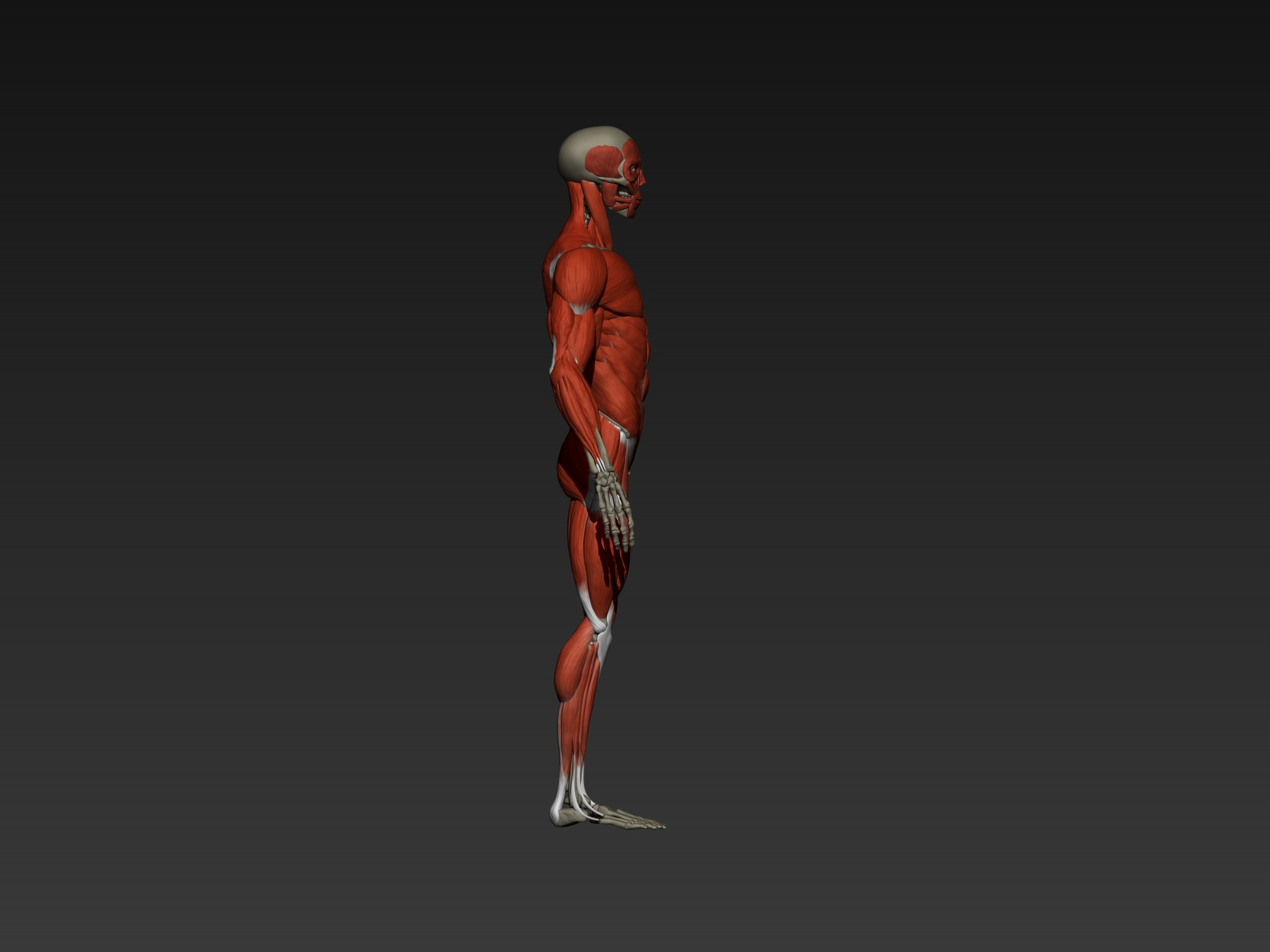 Muscles zbrush model - TurboSquid 1351823