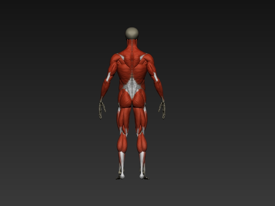Muscles zbrush model - TurboSquid 1351823
