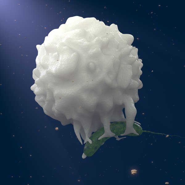 Immune System 3D Models for Download | TurboSquid
