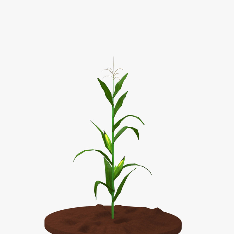 Corn 3D model - TurboSquid 1352690