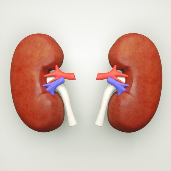 Kidney 3D Models for Download | TurboSquid