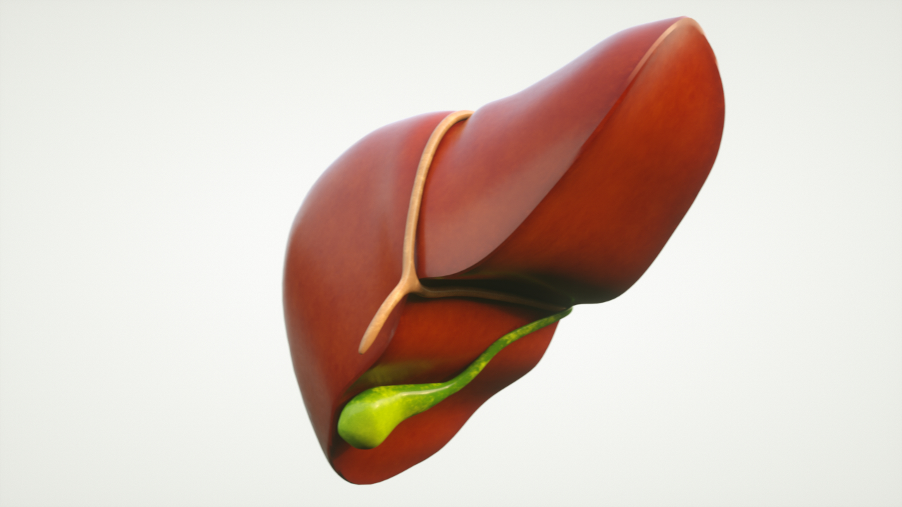3D liver human anatomy - TurboSquid 1352954