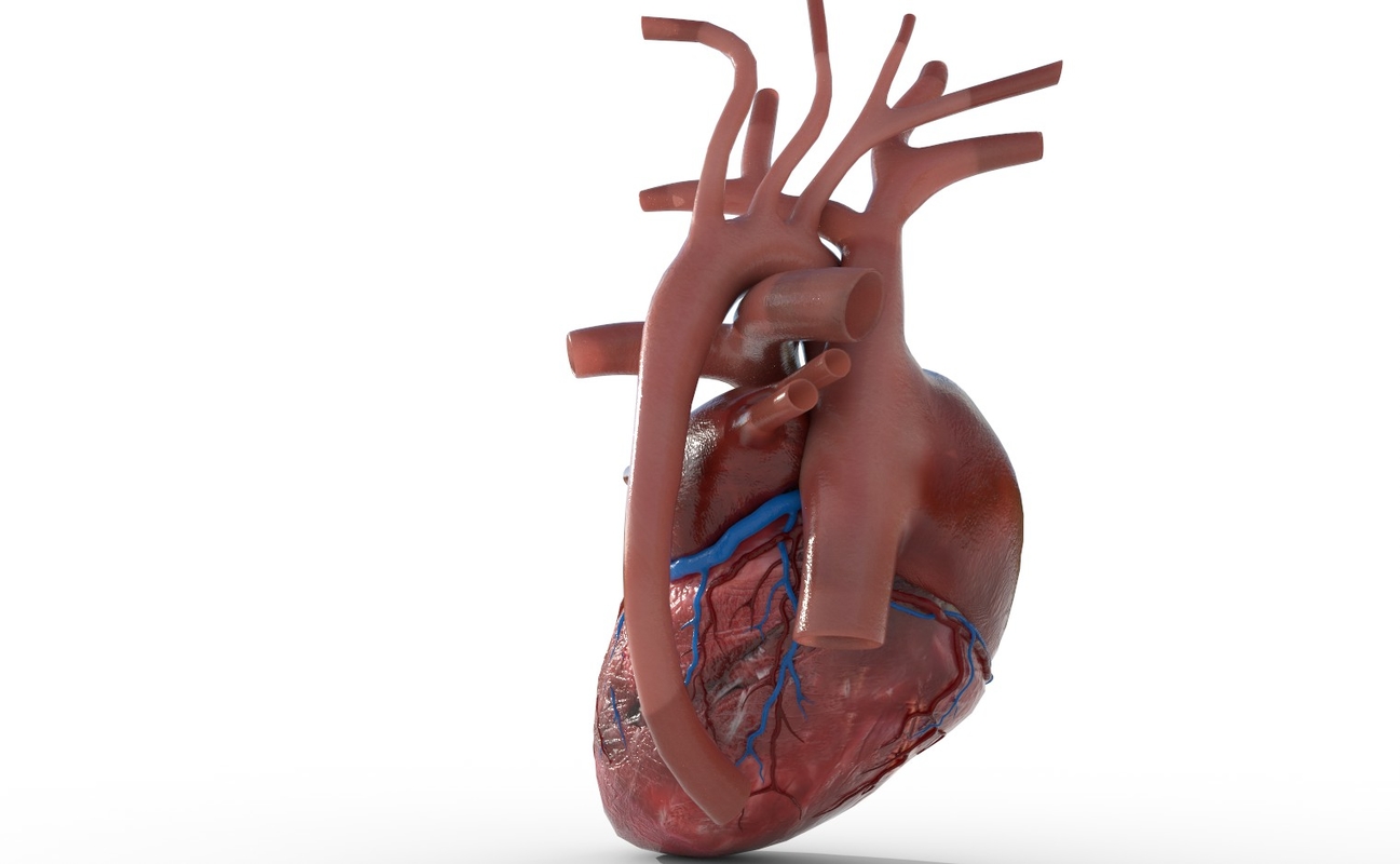 Human heart animation 3D - TurboSquid 1353004