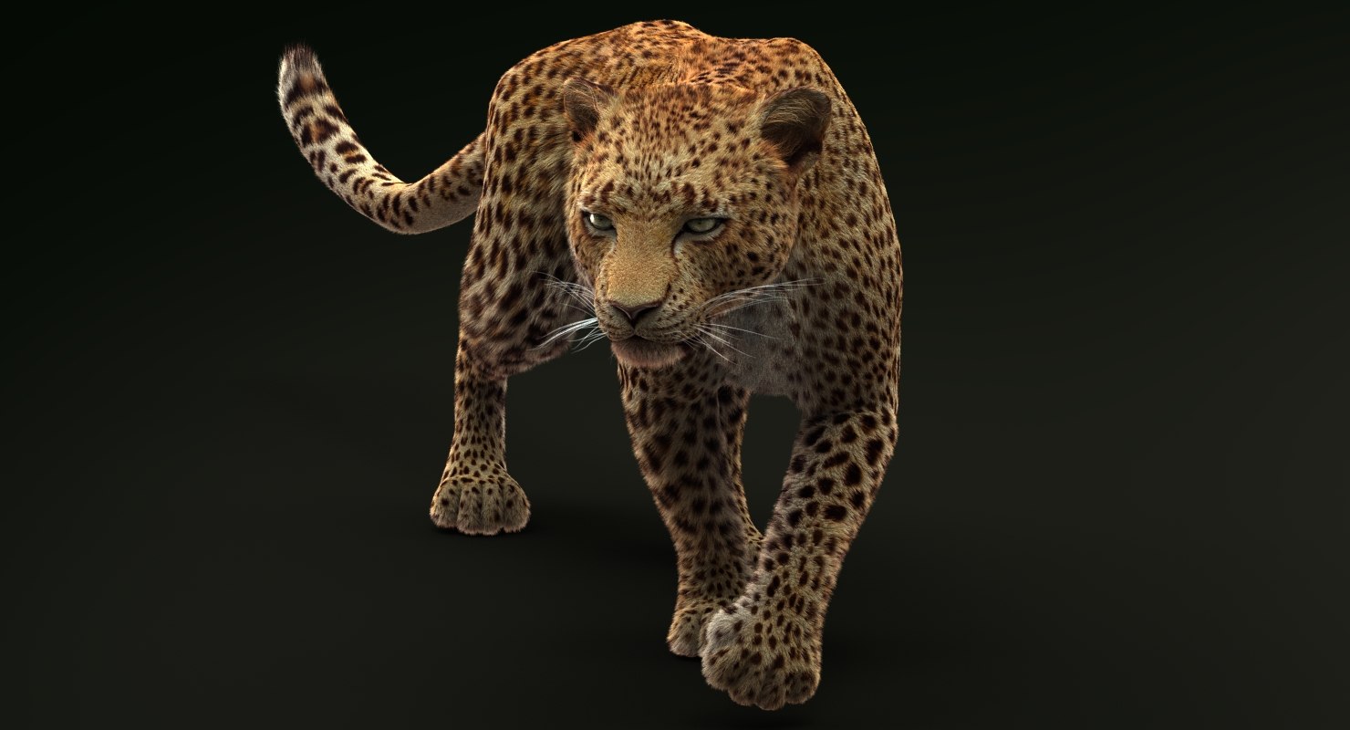 maya leopard rigged fur animations