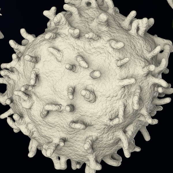 9 lymphocytes 3D - TurboSquid 1353472