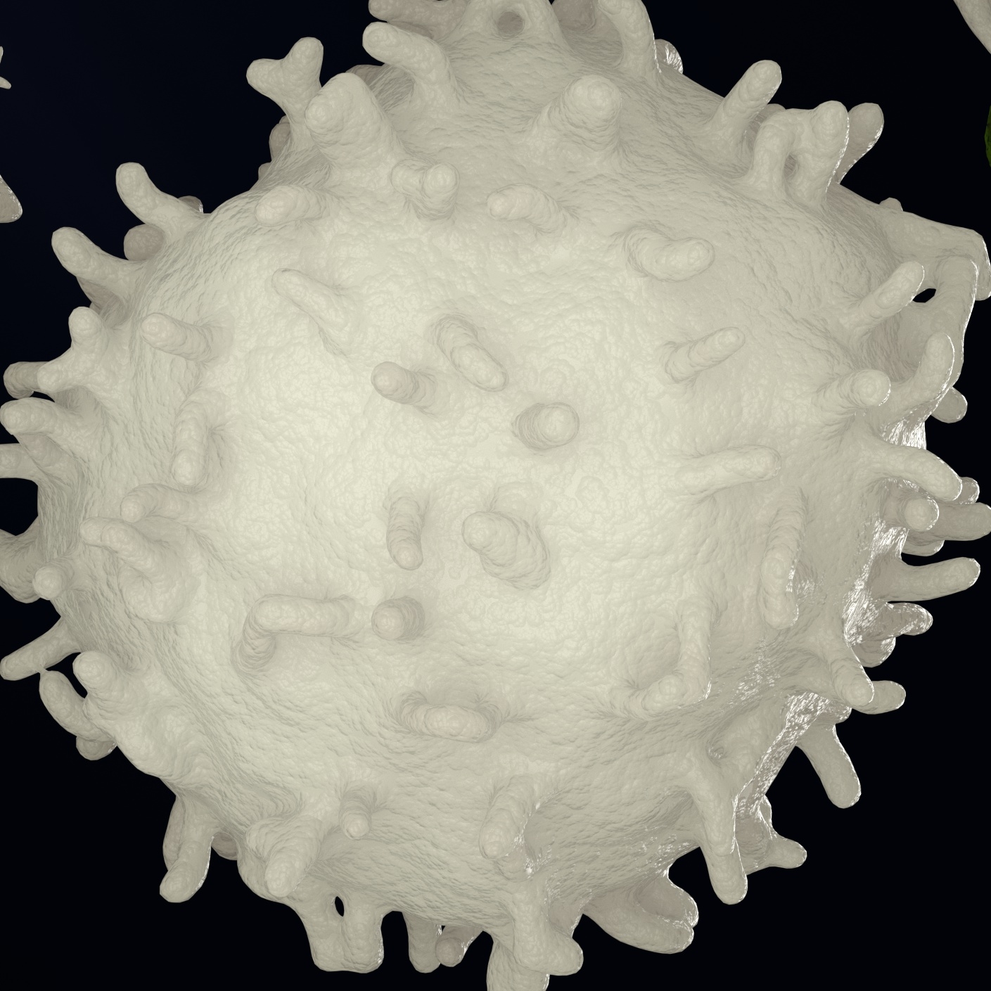 9 lymphocytes 3D - TurboSquid 1353472