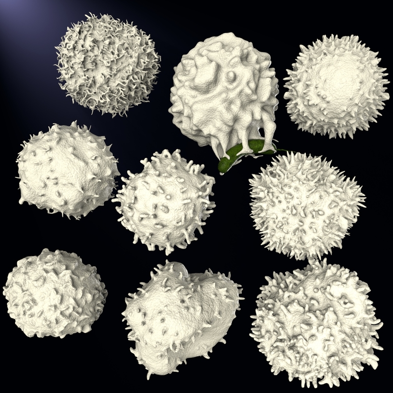 9 lymphocytes 3D - TurboSquid 1353472