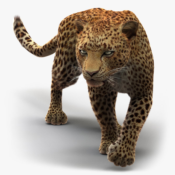 3D model leopard animation 3 fur - TurboSquid 1353712