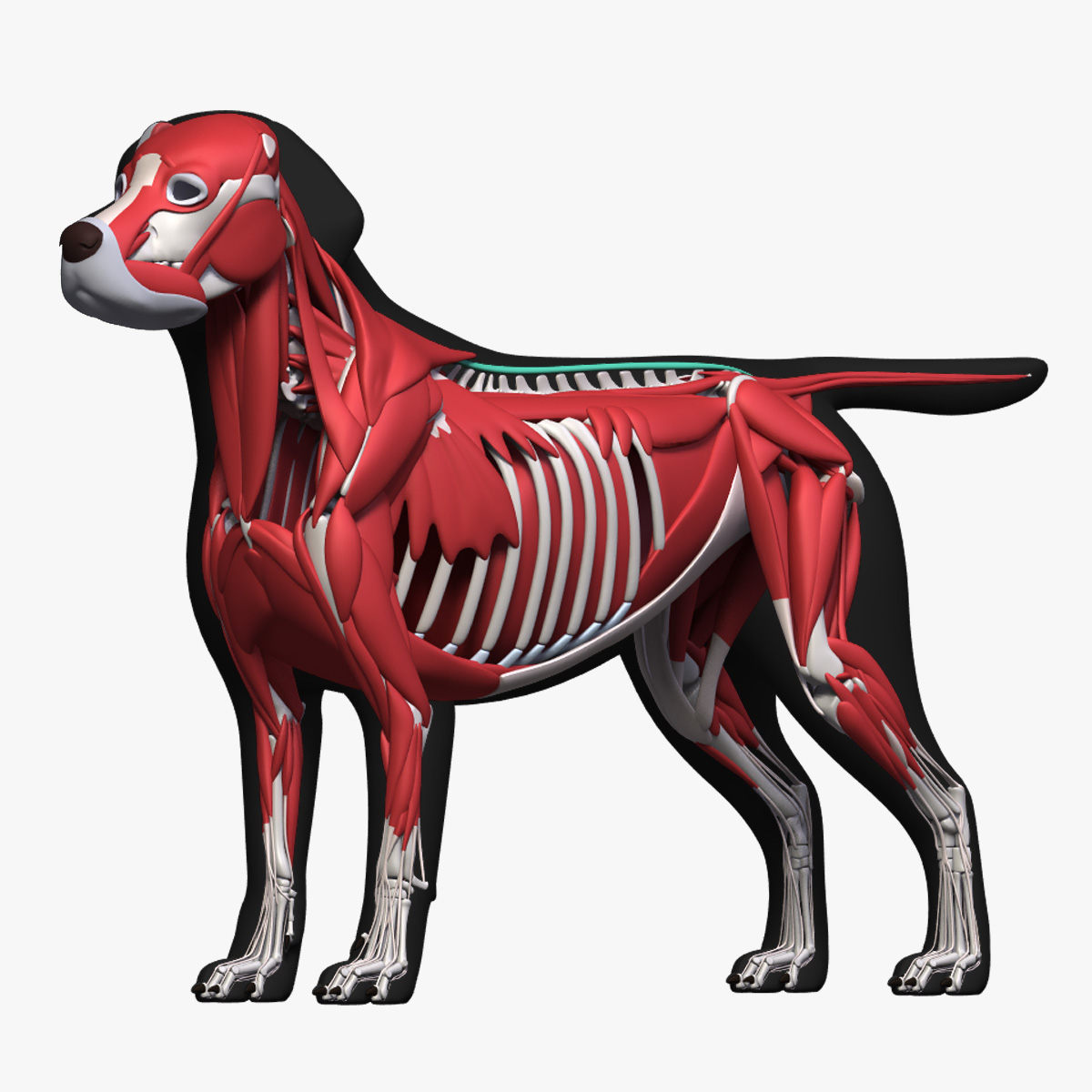 3D dog anatomy labrador model - TurboSquid 1353765