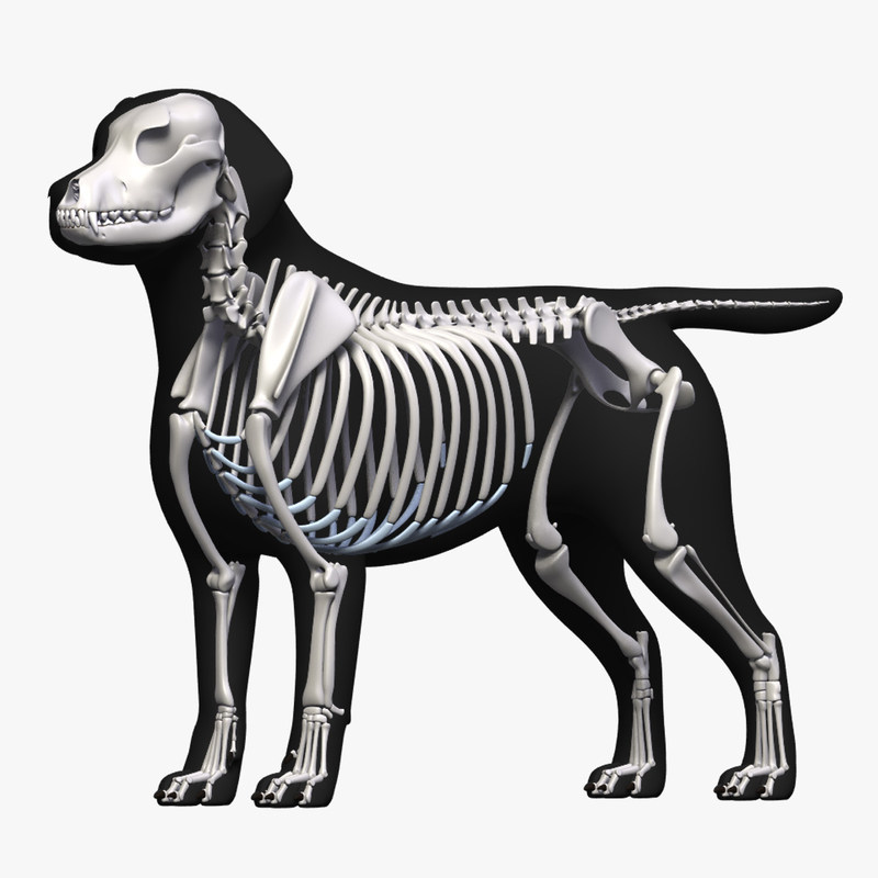 3D dog anatomy labrador model - TurboSquid 1353765
