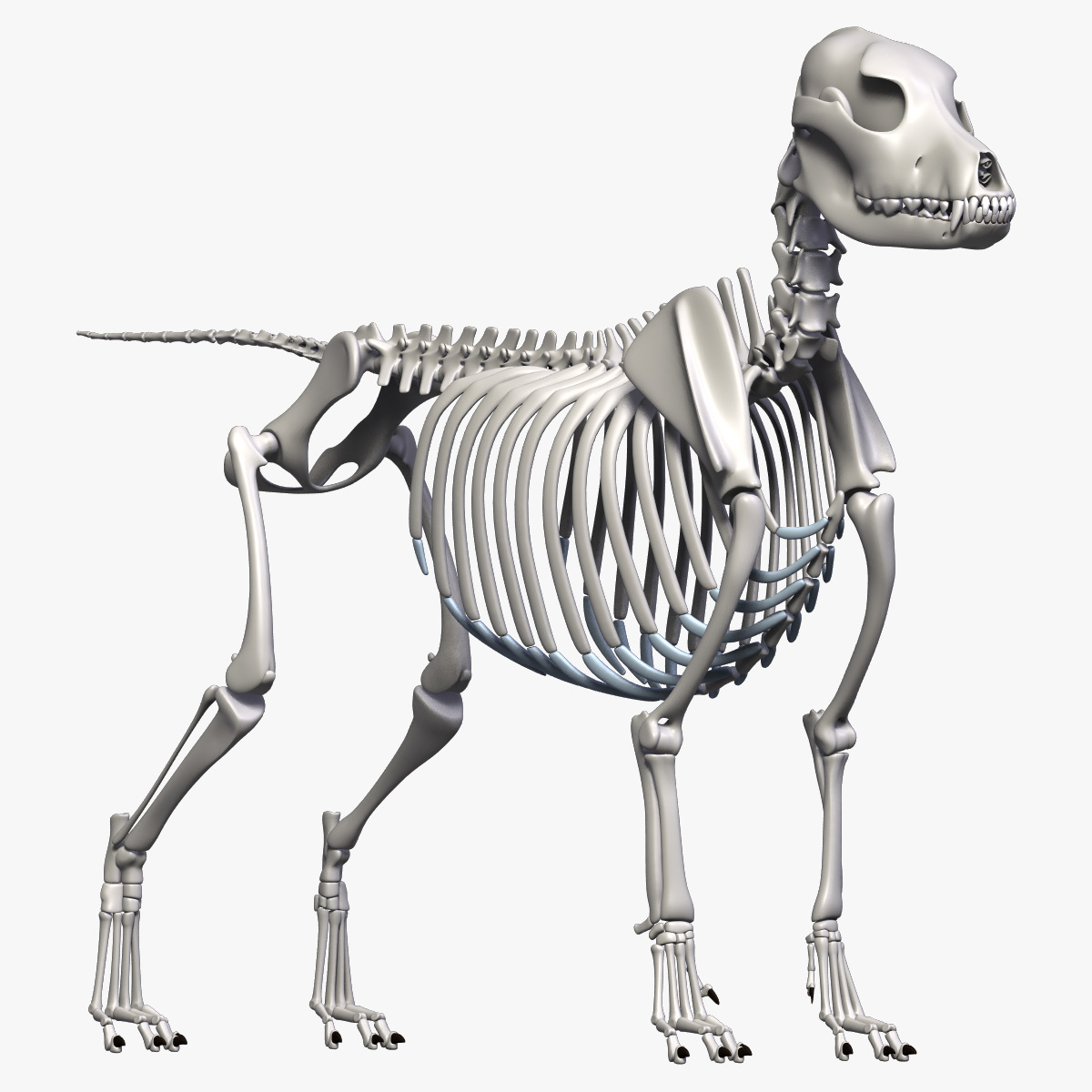 3D dog anatomy labrador model - TurboSquid 1353765
