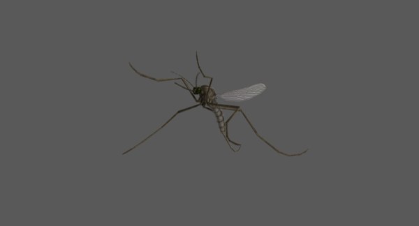 3D model common house mosquito animation - TurboSquid 1353866