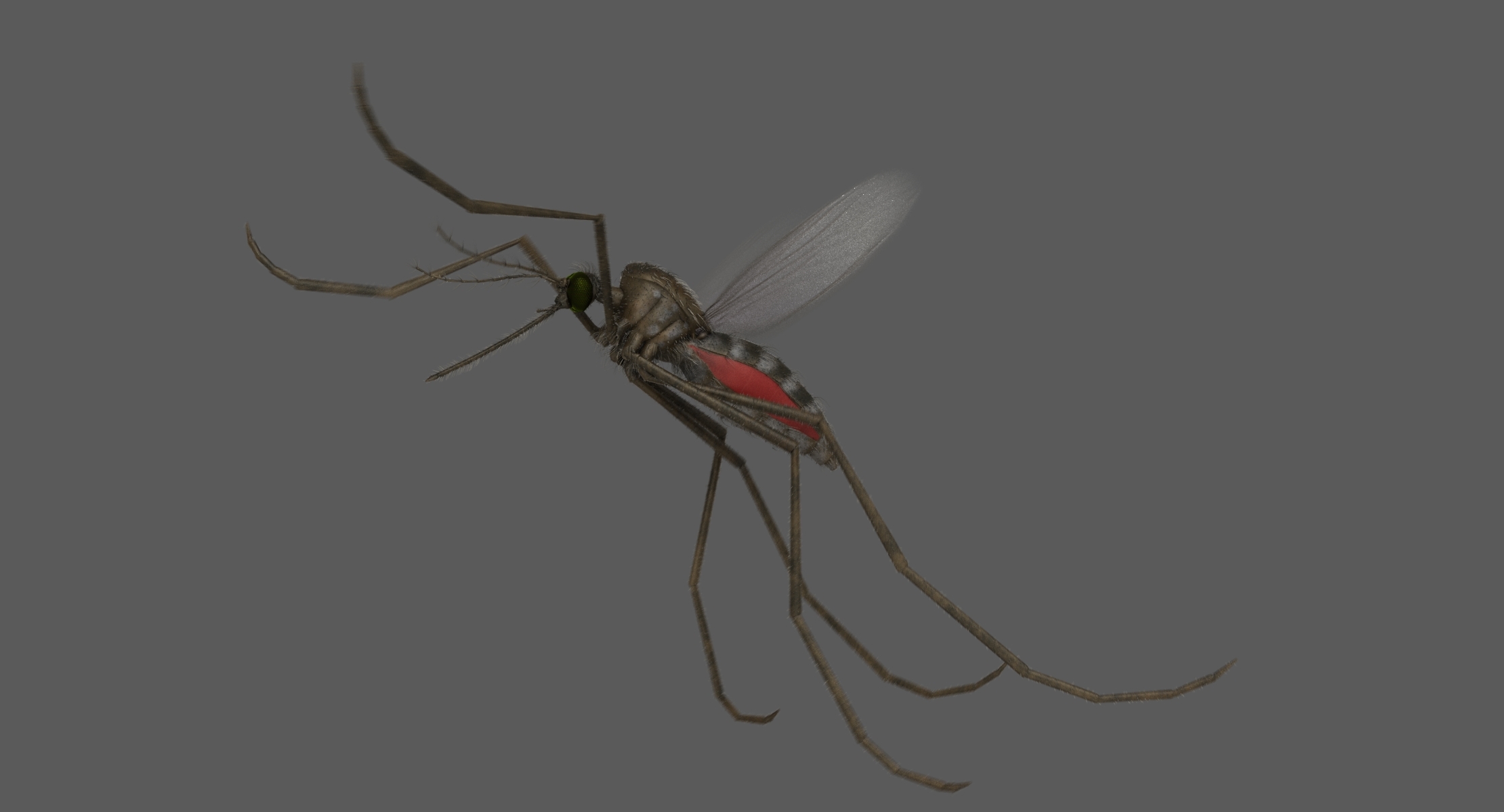 3D model common house mosquito animation - TurboSquid 1353866