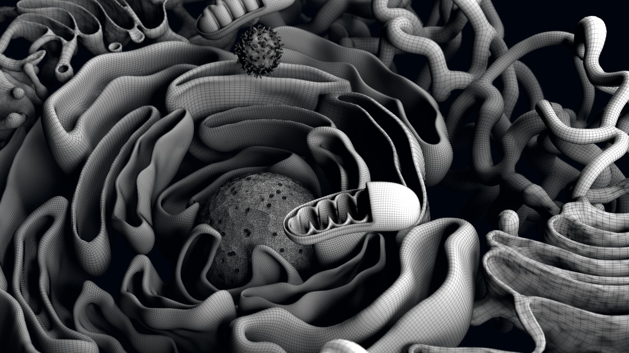 Cell reticulum endoplasmic 3D model - TurboSquid 1354436