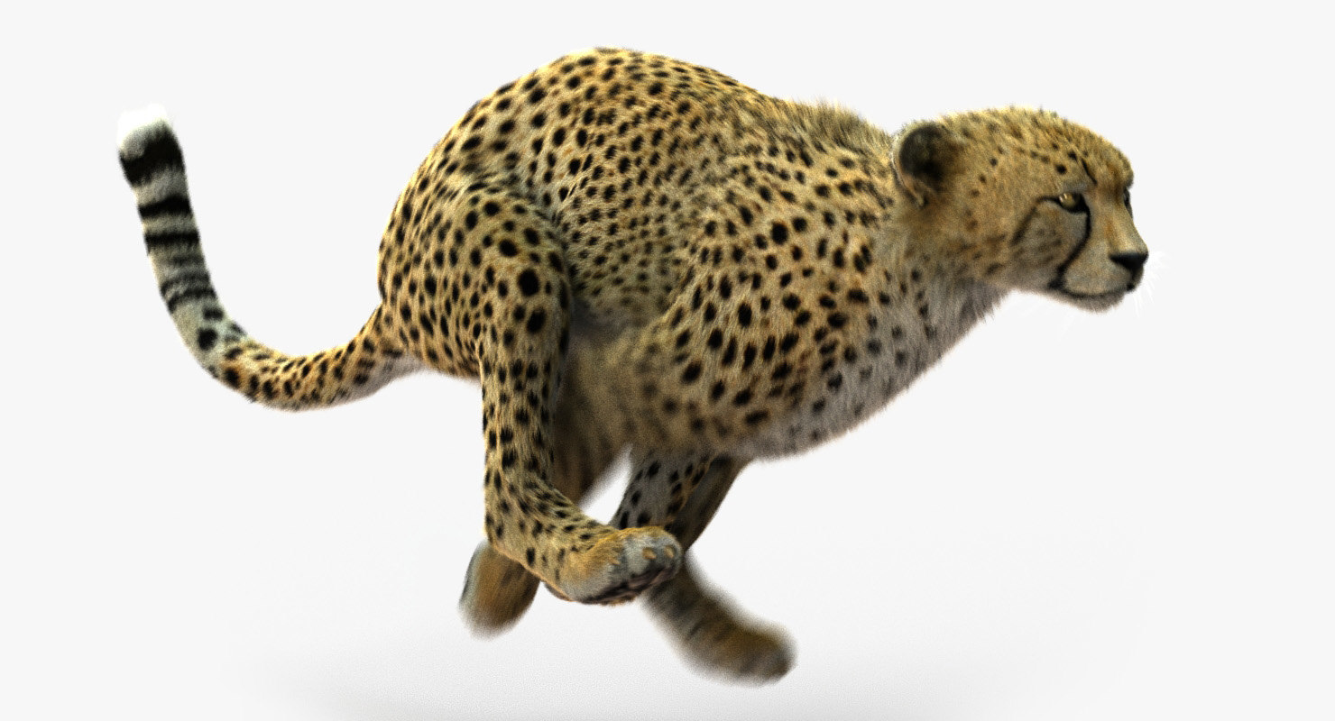 cheetah fur animation 3d ma