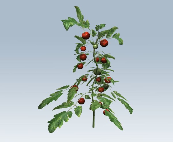 Tomato Plant 3D Models for Download | TurboSquid