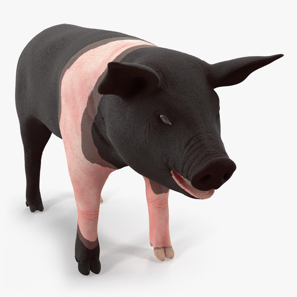 Pig 3D Models for Download | TurboSquid
