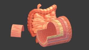 Animated Digestive System 3D Models for Download | TurboSquid