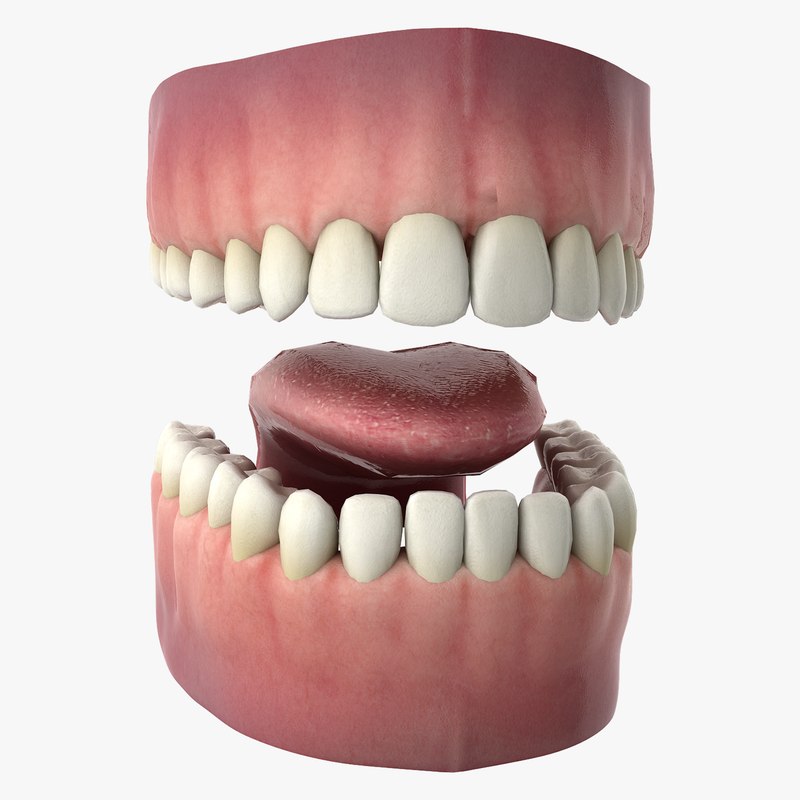 3D rigged human mouth teeth model - TurboSquid 1344993