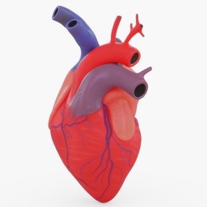 Human Heart STL Models for Download | TurboSquid