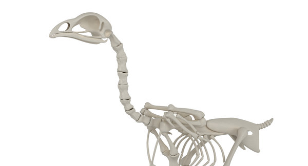 modèle 3D de Squelette de poule - TurboSquid 1356858