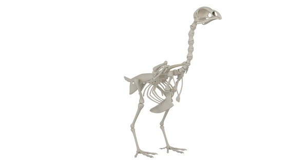 modèle 3D de Squelette de poule - TurboSquid 1356858
