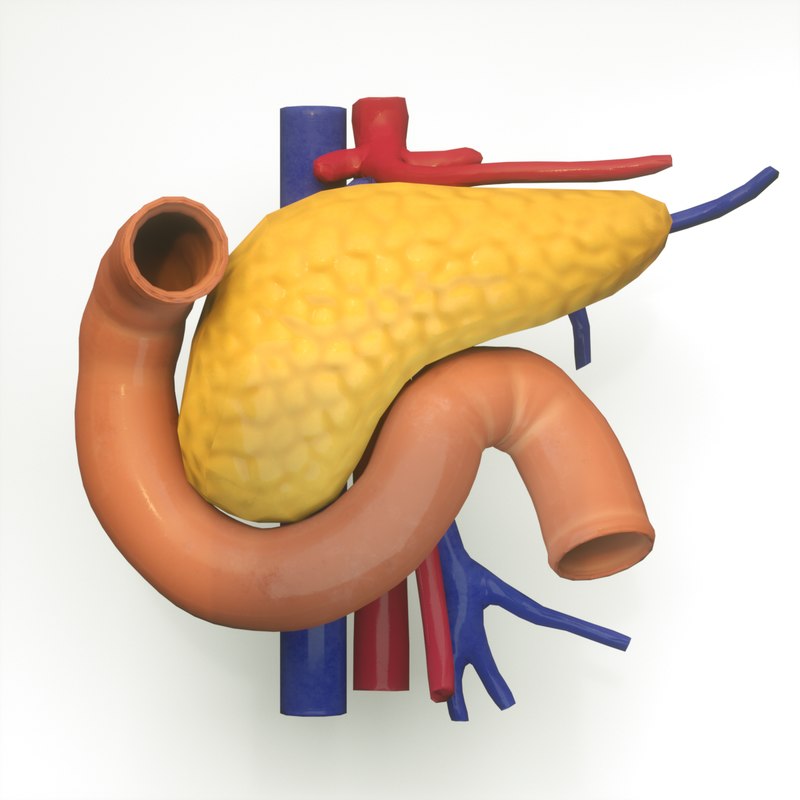 3D pancreas human model - TurboSquid 1357247