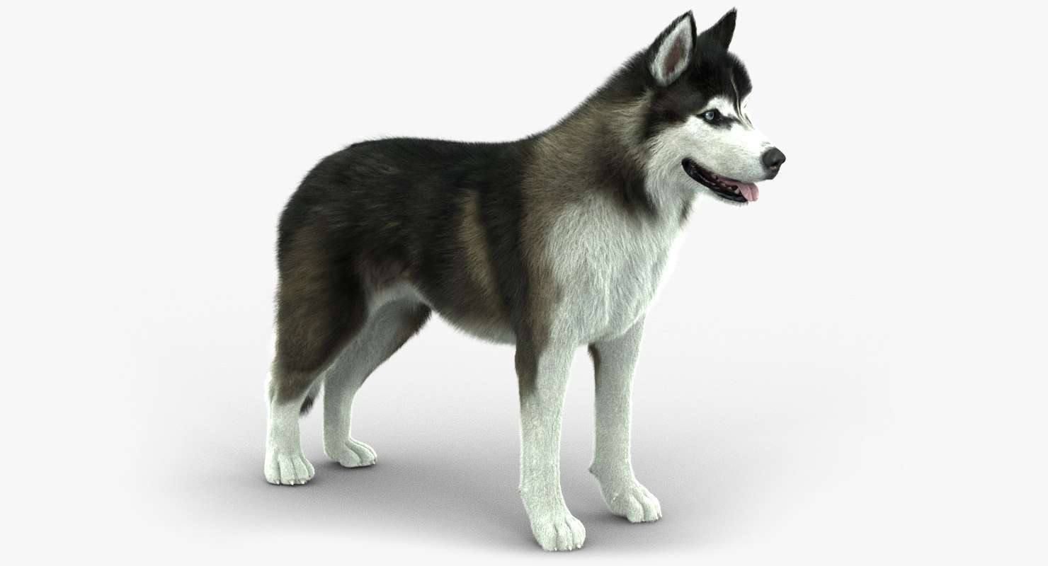 obj siberian husky fur