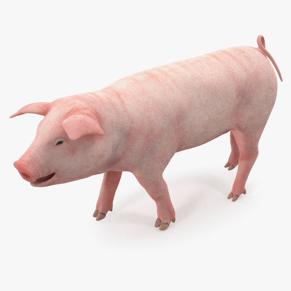 pig pork 3d model