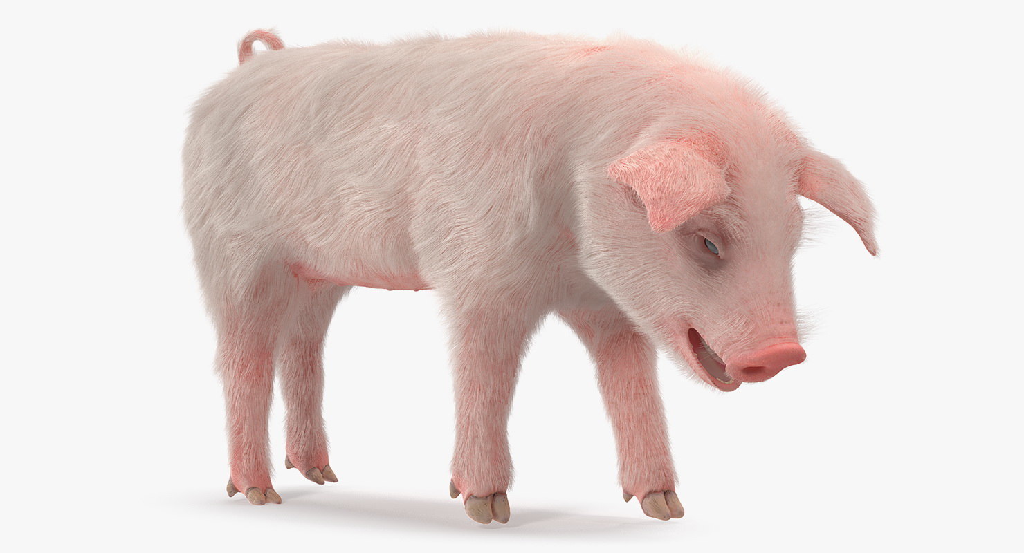 3D pig piglet landrace standing model - TurboSquid 1357837