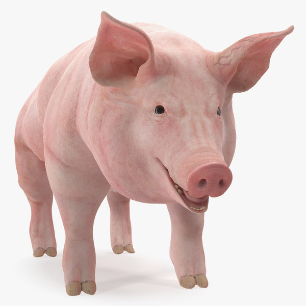 Pig 3D Models for Download | TurboSquid