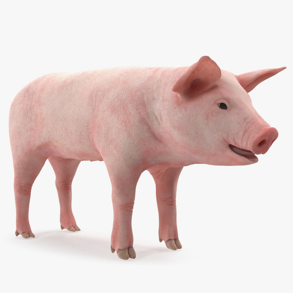 Pig 3D Models for Download | TurboSquid