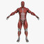 muscle anatomy medical edition 3d ma