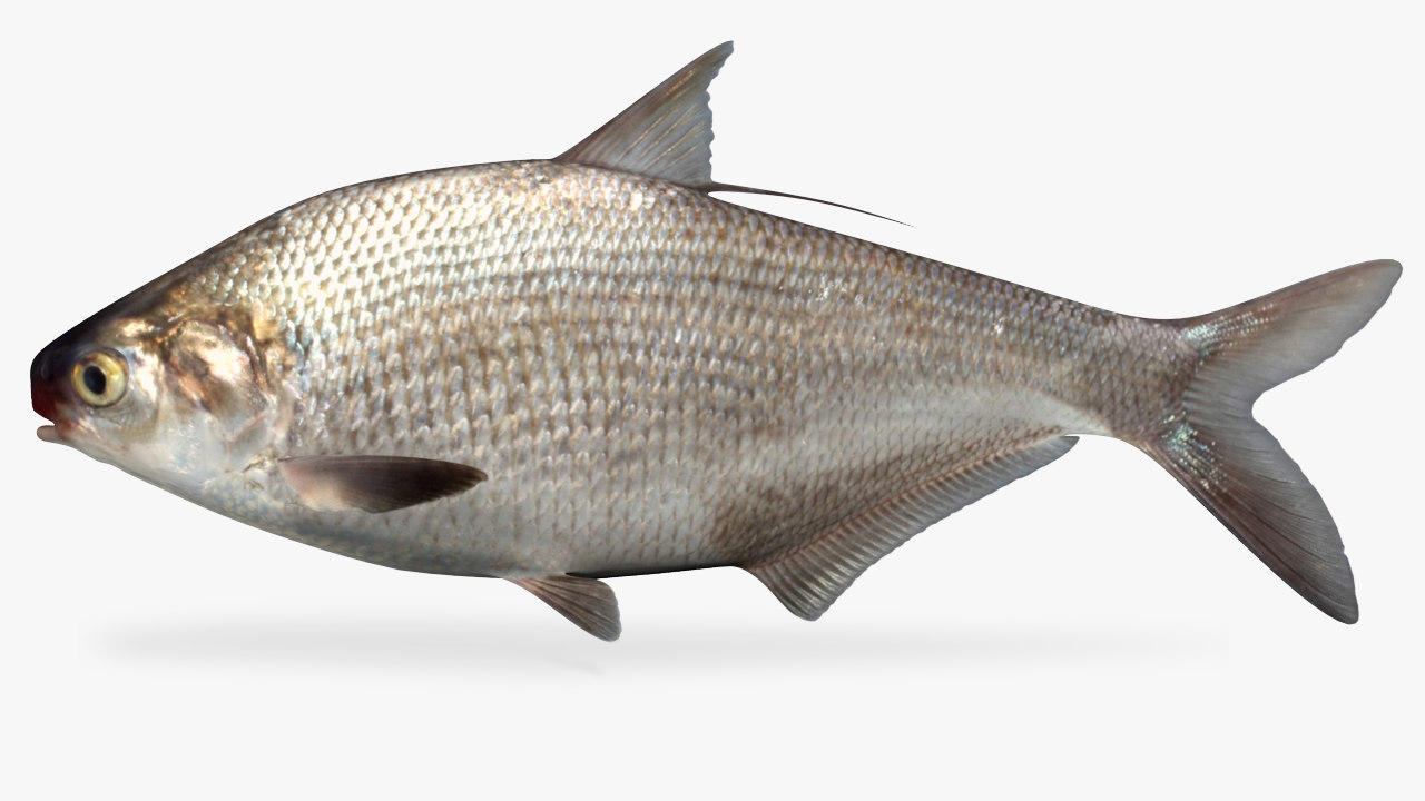 Dorosoma Cepedianum Gizzard Shad 3d Turbosquid 1358255