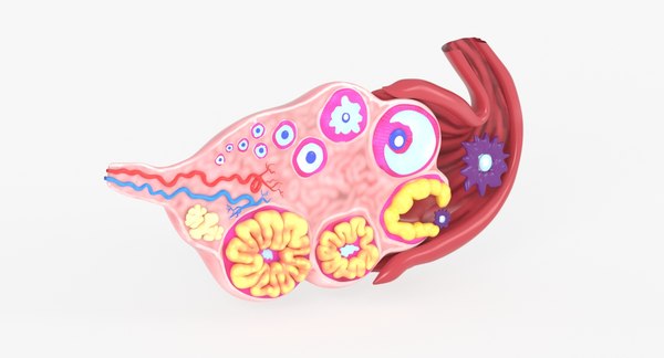 Ovulation cycle 3D model - TurboSquid 1358383
