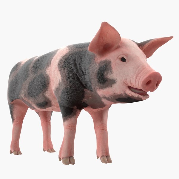 Pig 3D Models for Download | TurboSquid