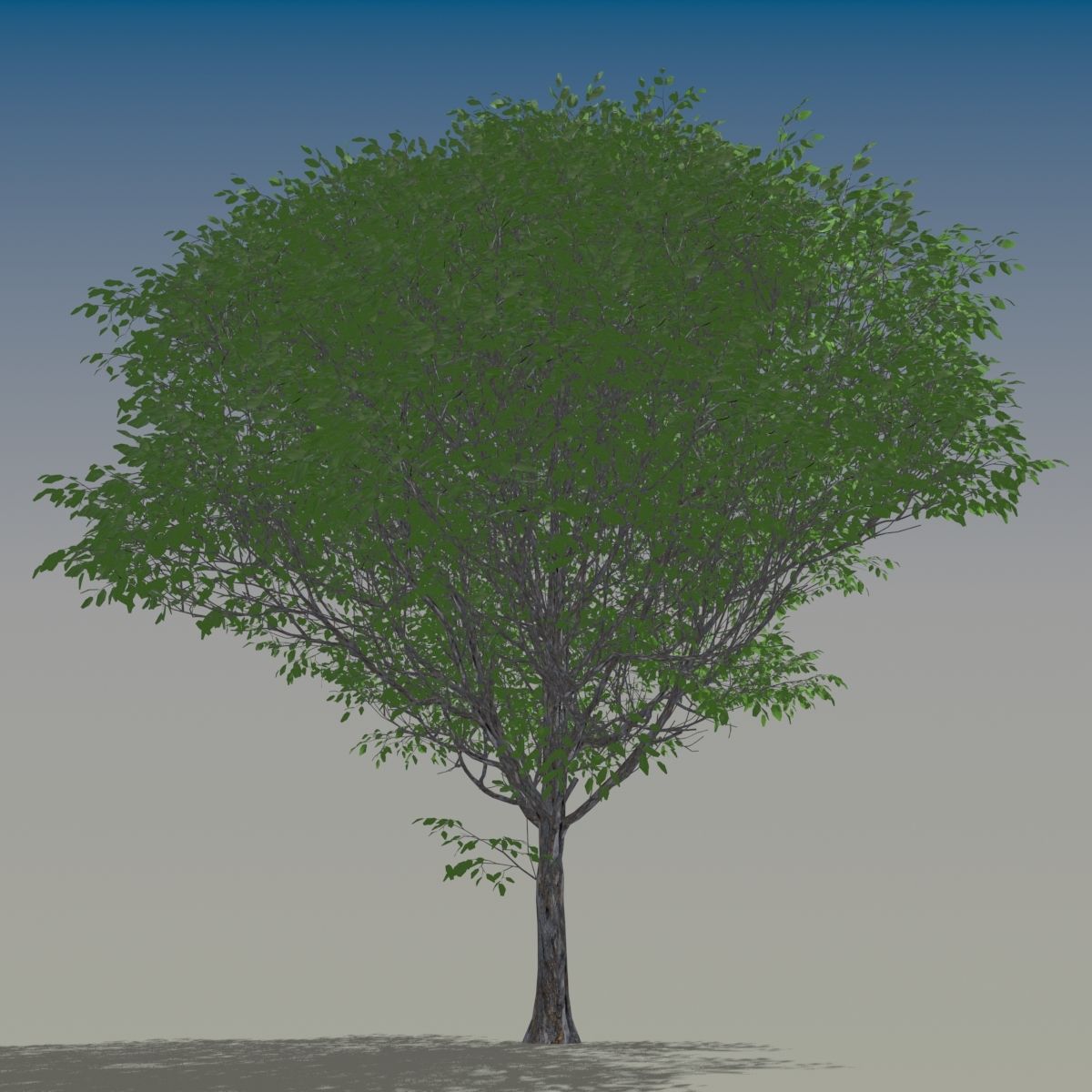 Realistic generic deciduous tree model - TurboSquid 1359146