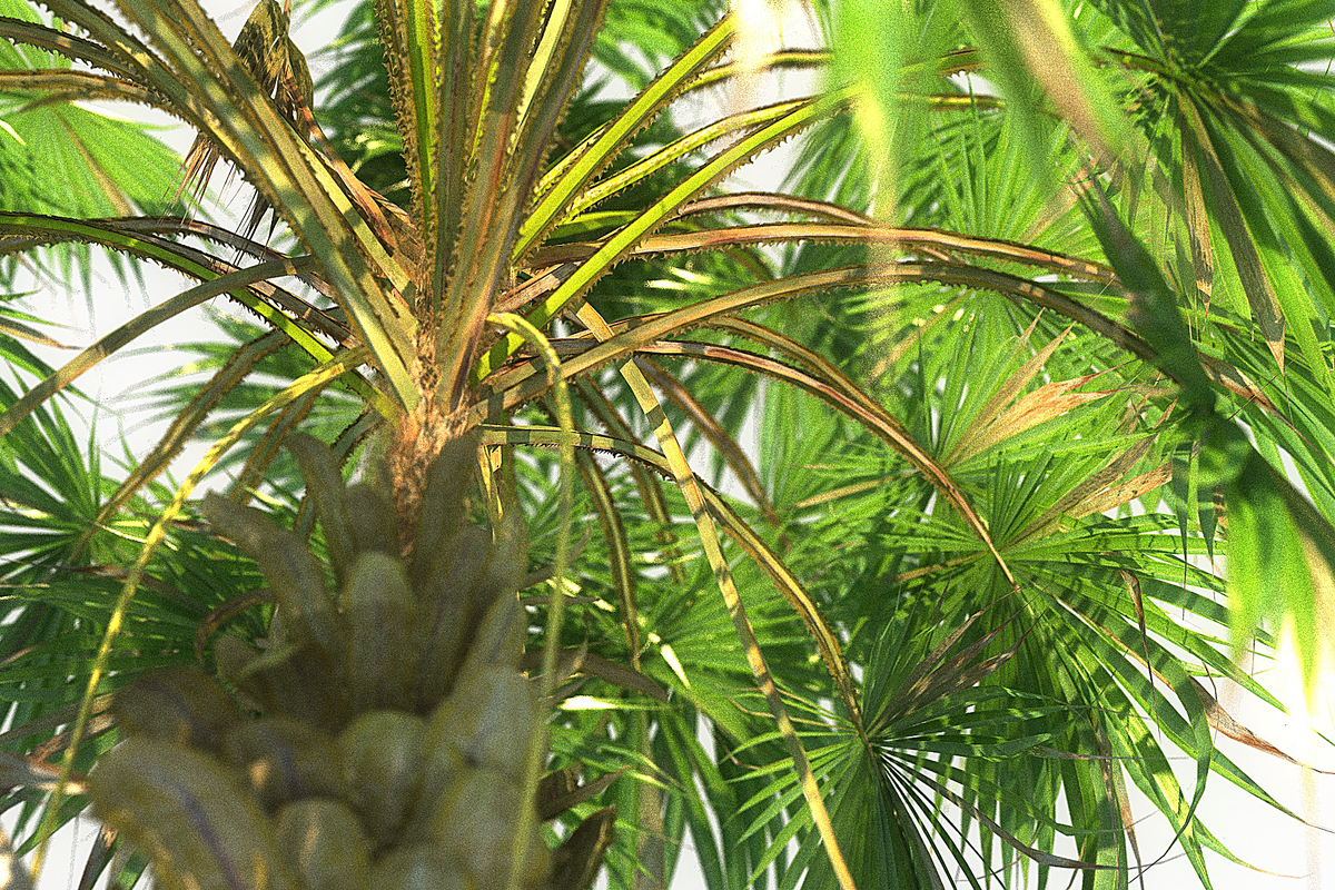 China palm 3D model - TurboSquid 1359261
