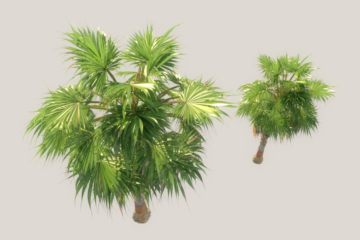 China palm 3D model - TurboSquid 1359261