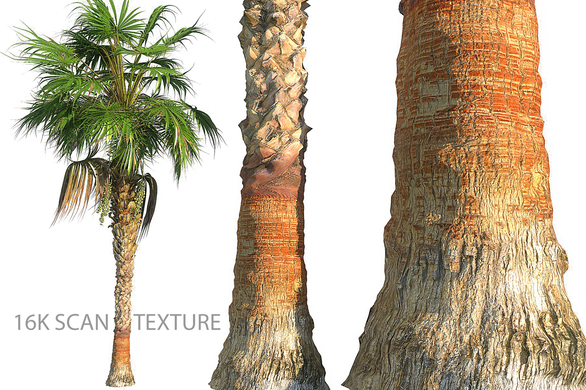 China palm pack tree 3D - TurboSquid 1359682