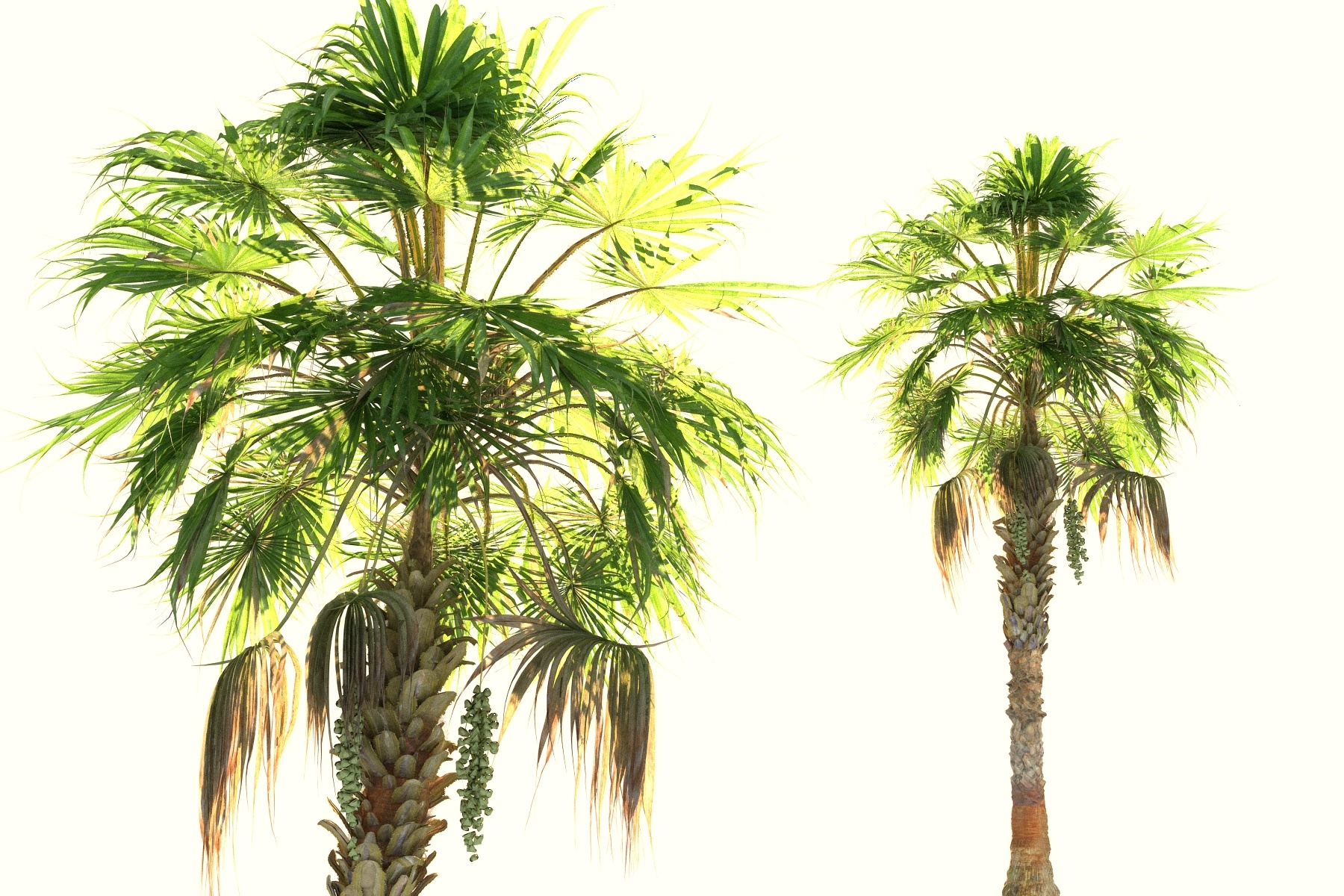 China palm 3D model - TurboSquid 1359261
