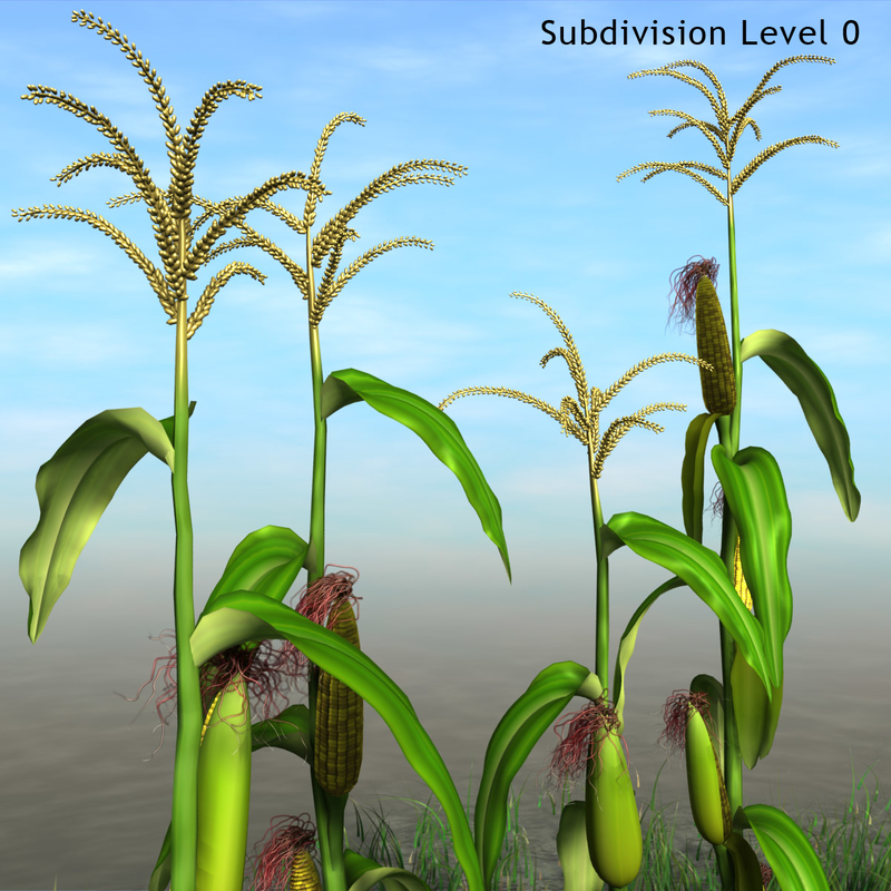 corn 3d model