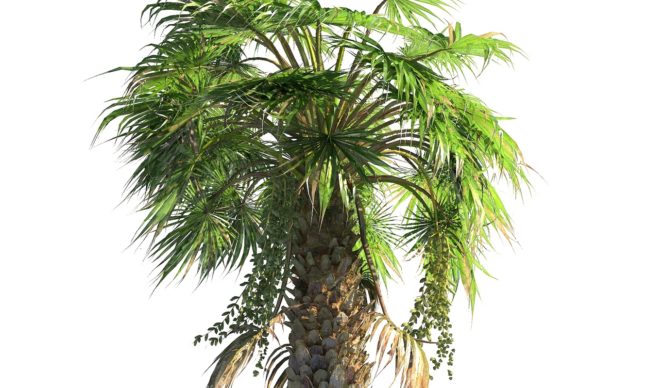China palm pack tree 3D - TurboSquid 1359682