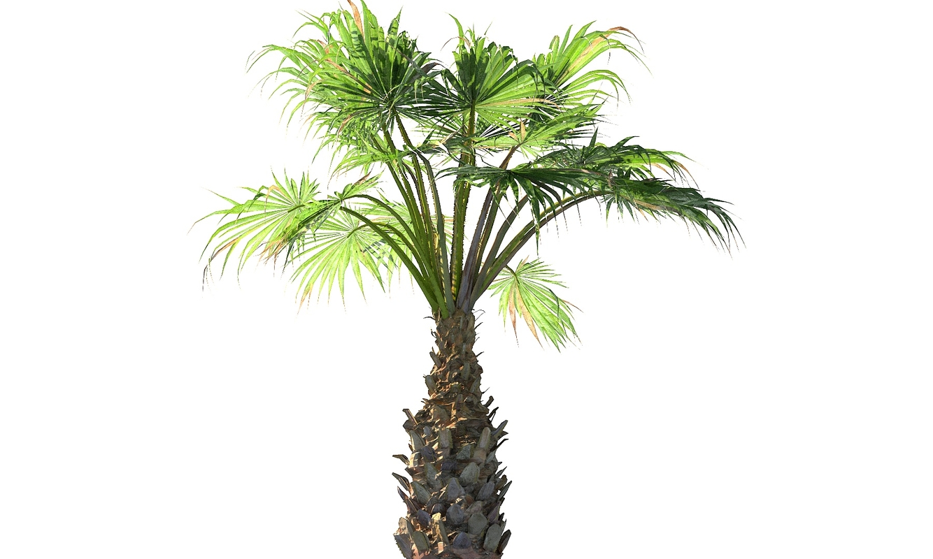 China palm pack tree 3D - TurboSquid 1359682