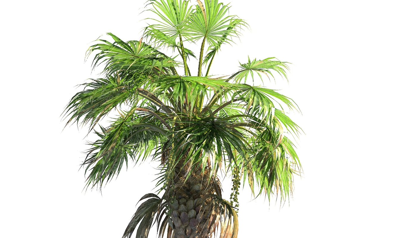 China palm pack tree 3D - TurboSquid 1359682